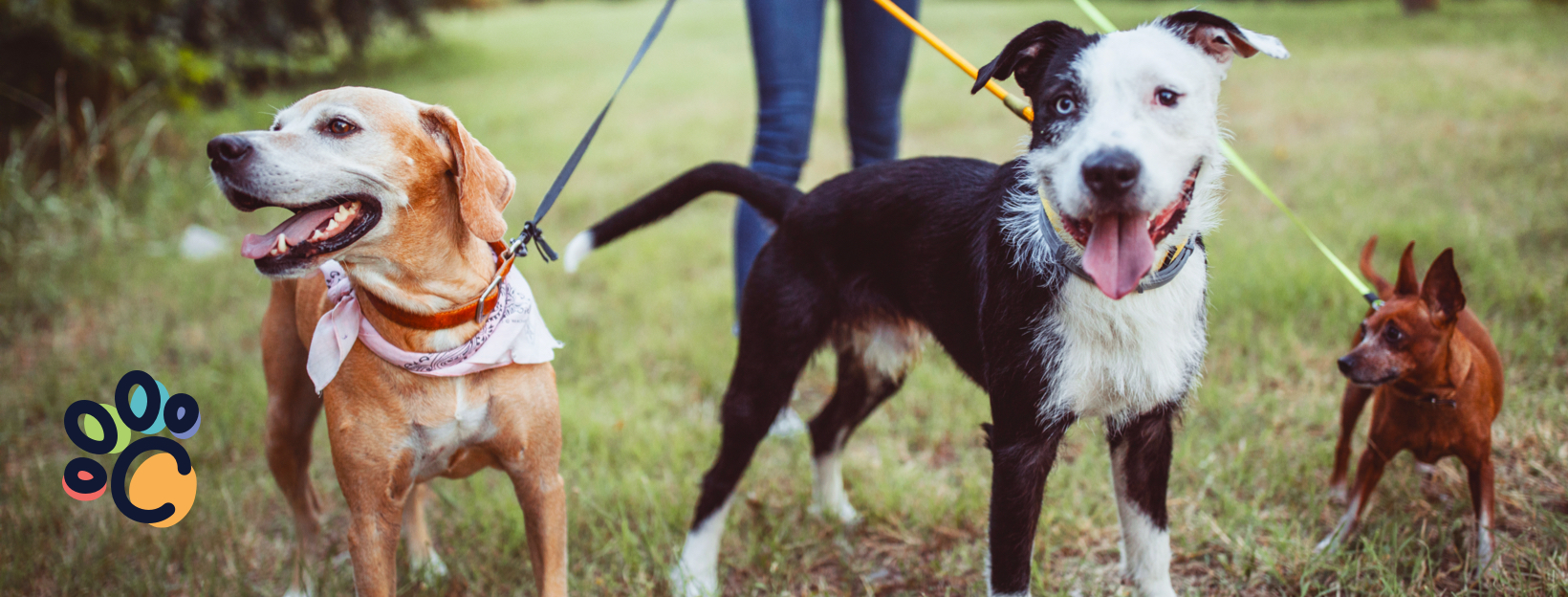 What Is Cherry Eye in Dogs? - Critter Culture