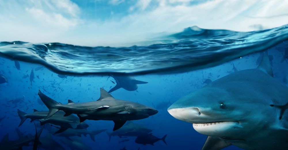 How Do Sharks Breathe? - Critter Culture