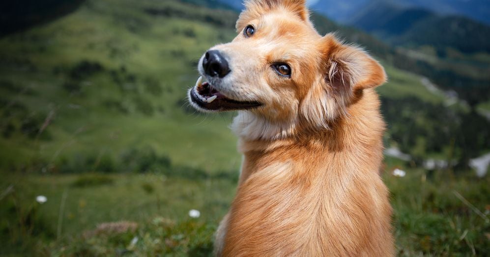 25 Low-Maintenance Dog Breeds - Critter Culture