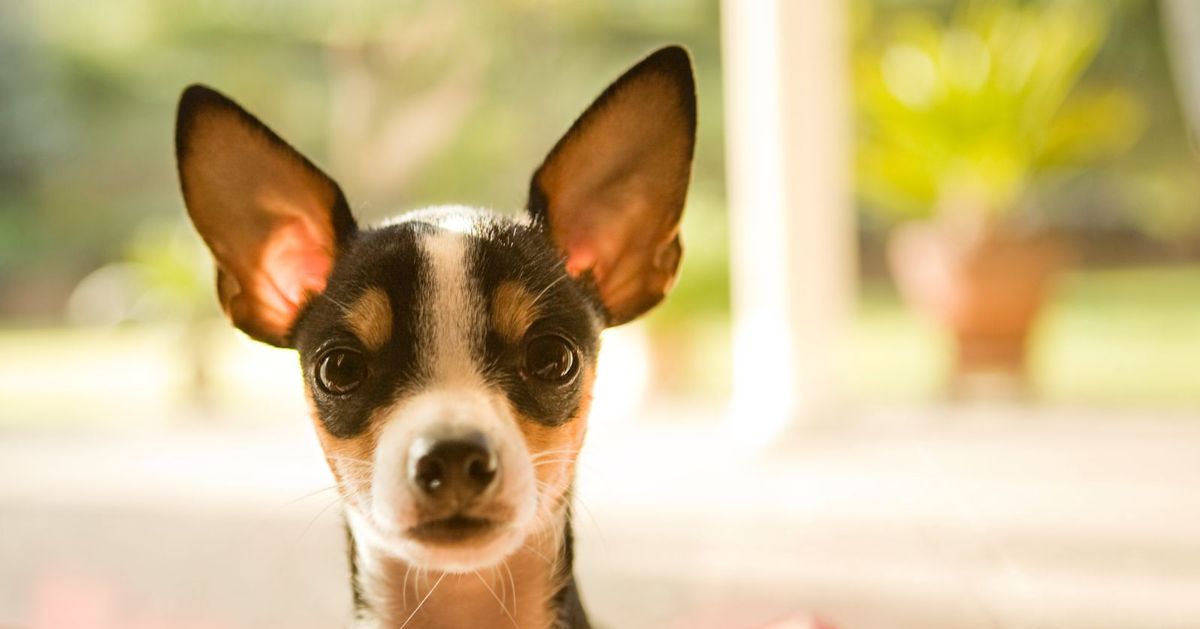 All About Dog Seizures - Critter Culture