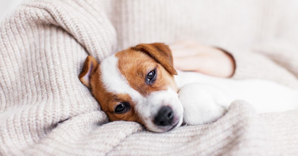 What is Vestibular Disease in Dogs? - Critter Culture