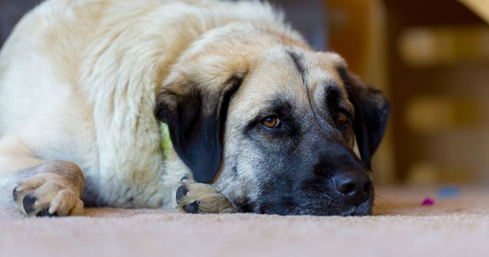 Why an Anatolian Shepherd Could Be the Pet for You - Critter Culture