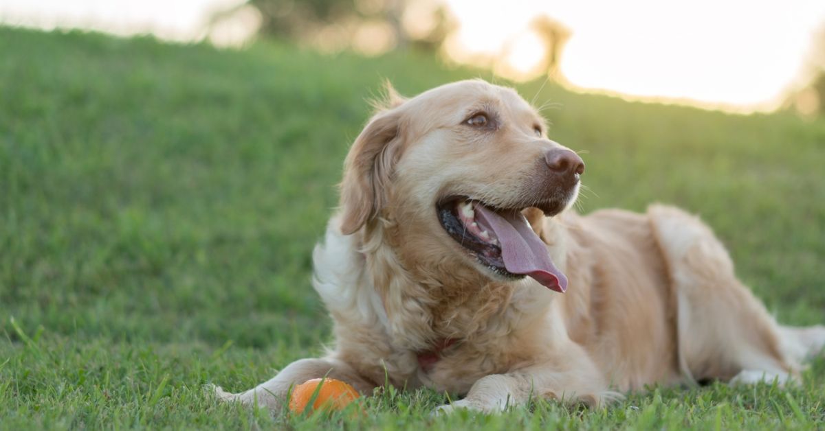 How Do Animals Sweat? - Critter Culture