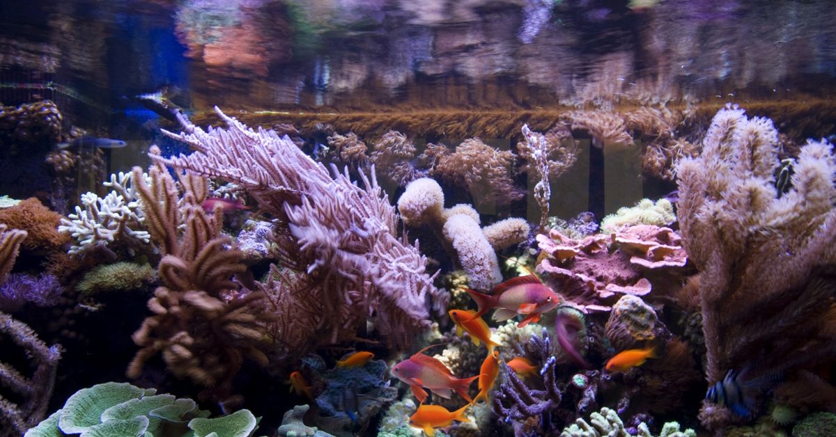 Saltwater Fish for Your Aquarium - Critter Culture