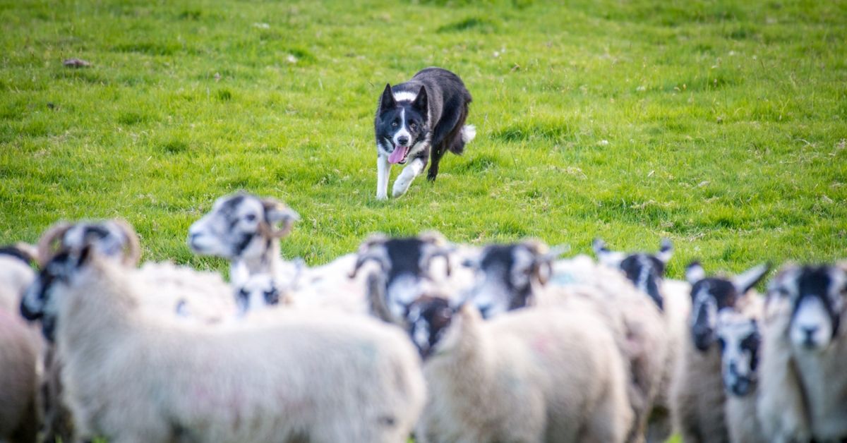 The Smartest Dog Breeds in the World - Critter Culture