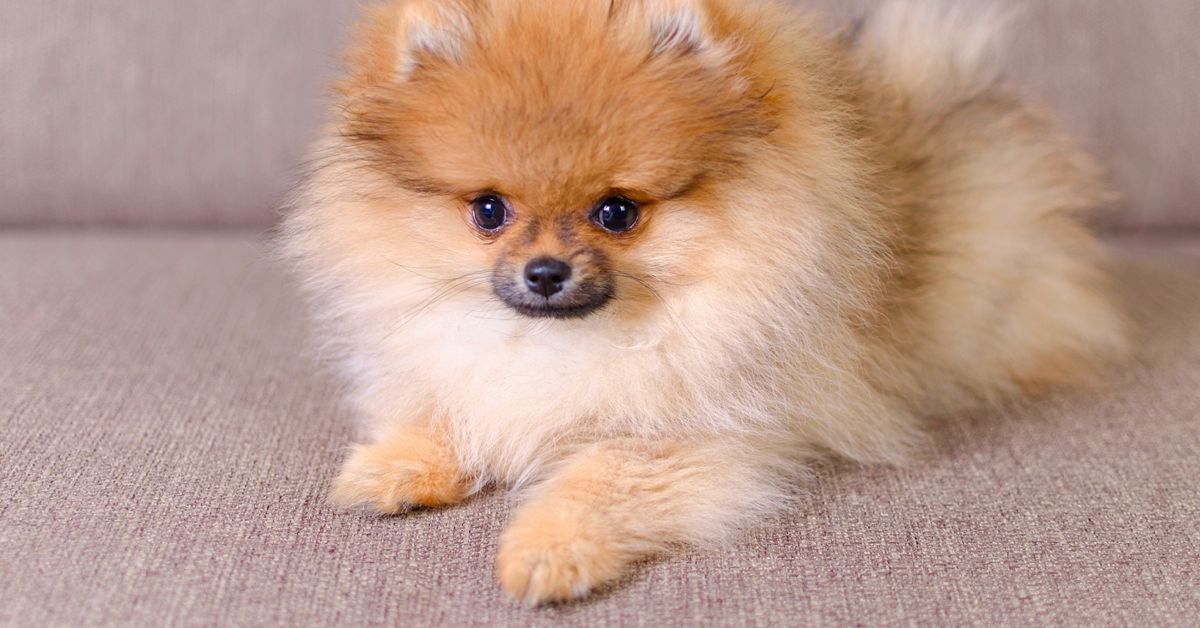 German Pomeranians: The Good and the Bad - Critter Culture