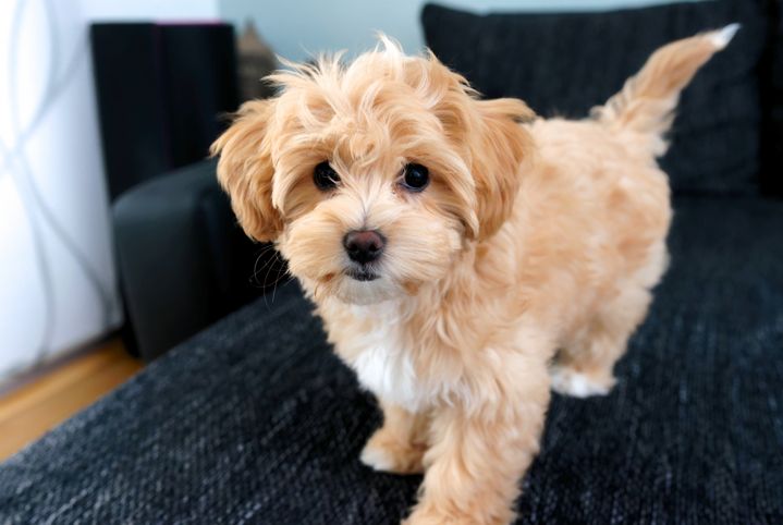 What are the Most Popular Mixed-Breed Dogs?
