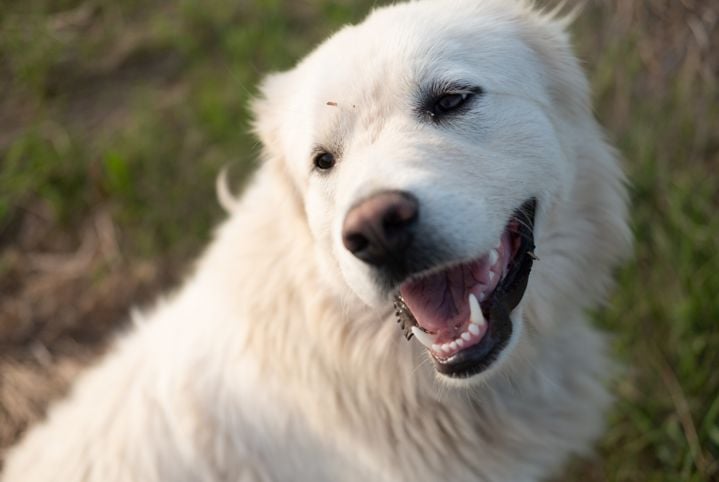 Should You Get a Great Pyrenees Dog?