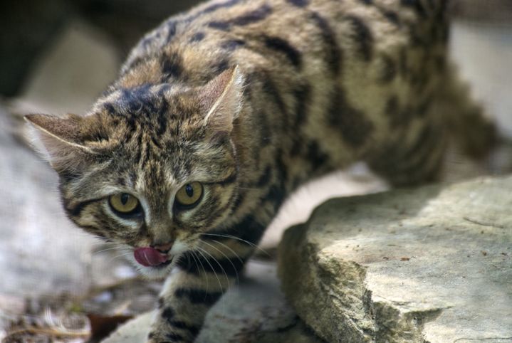This Adorable Cat Is the Deadliest in the World