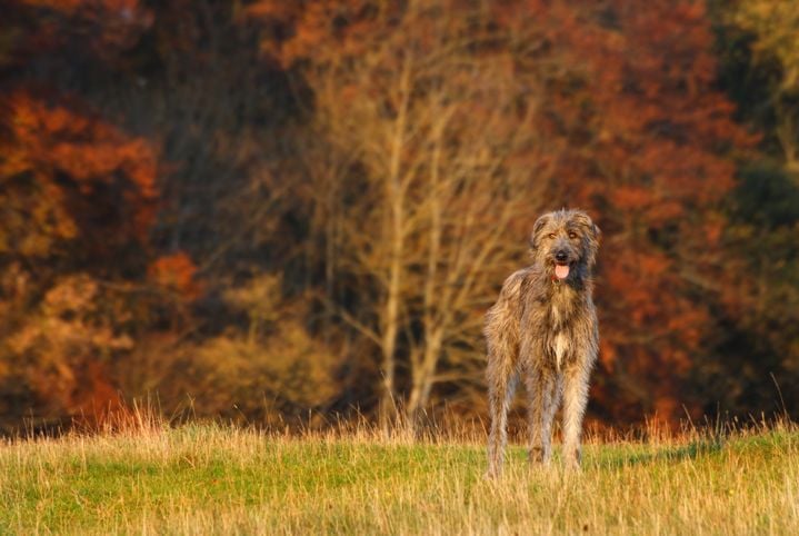 Check Out These Exciting Hound Dog Breeds