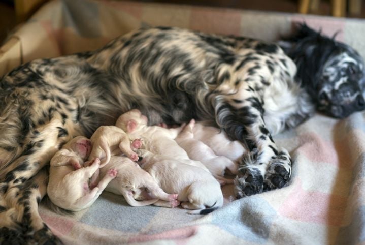 How Long is the Dog Gestation Period?