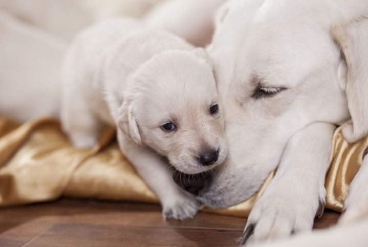 What Is Mastitis in Dogs?