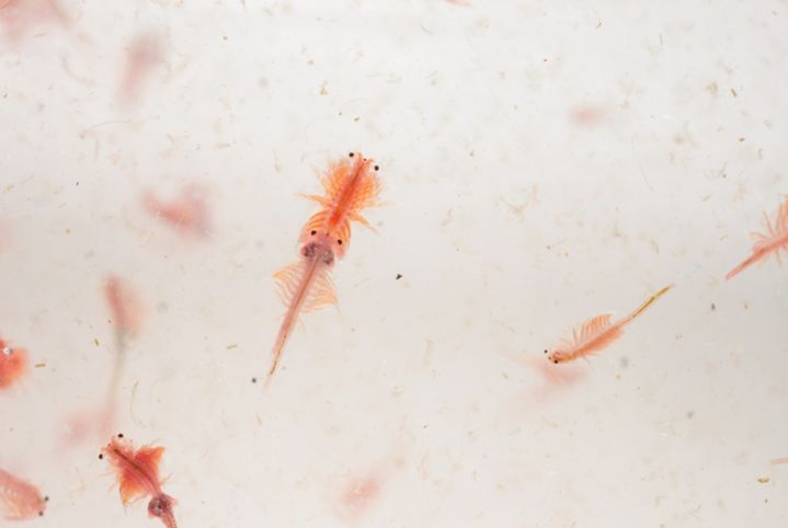 Whatever Happened to Sea Monkeys?