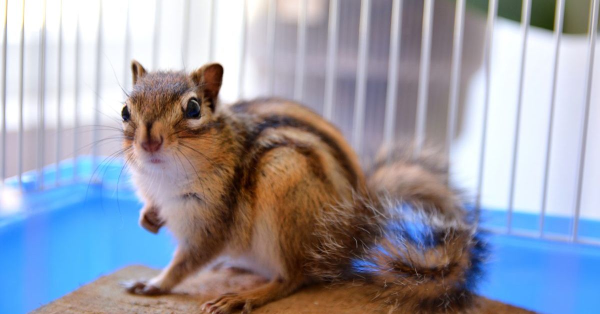 What to Know Before Adopting a Chipmunk - Critter Culture