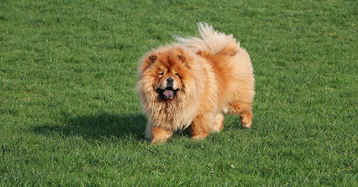 A Guide to the Chow Chow, the Fluffy Lion Dog - Critter Culture