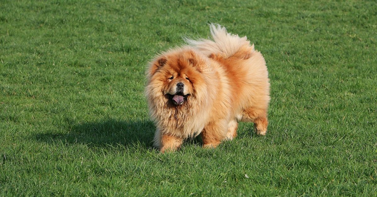 A Guide to the Chow Chow, the Fluffy Lion Dog - Critter Culture