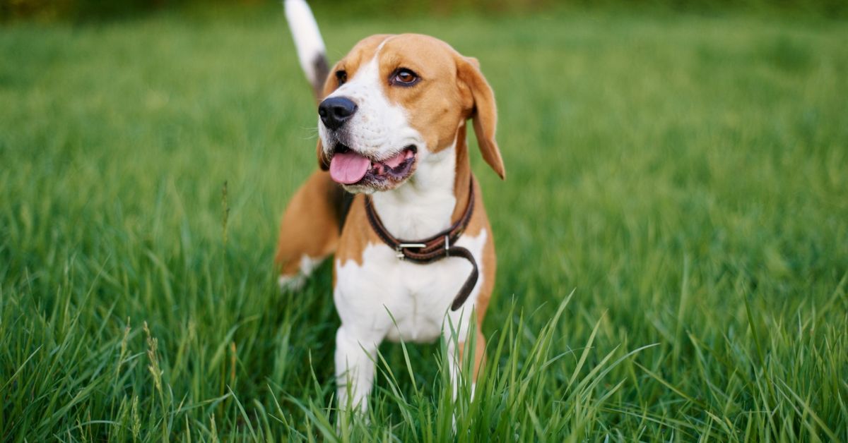 Everything You Need to Know About Beagles - Critter Culture