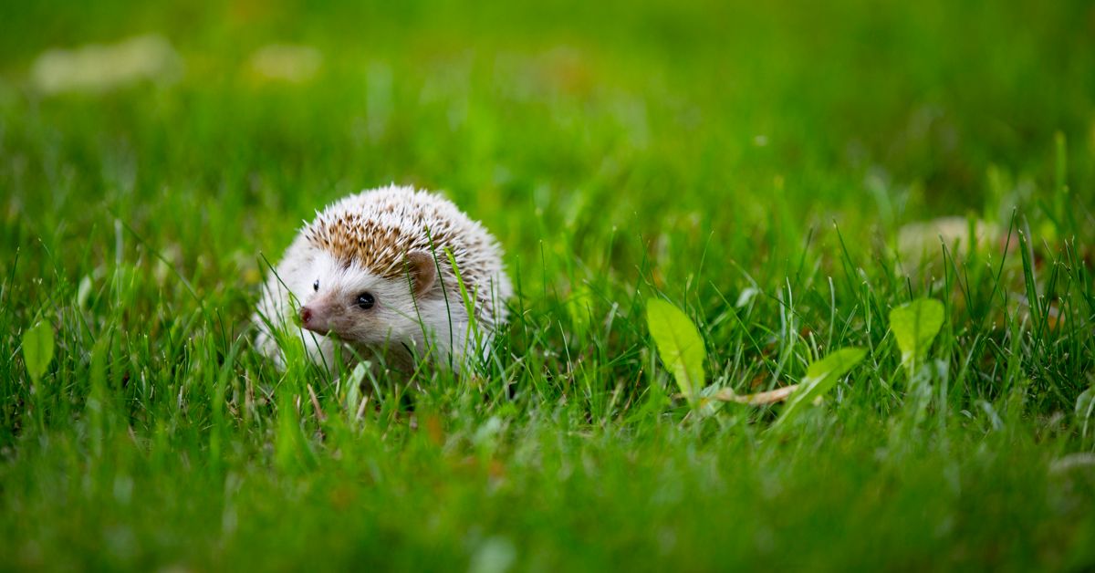 The Humble Hedgehog: A Cute and Curious Pet - Critter Culture