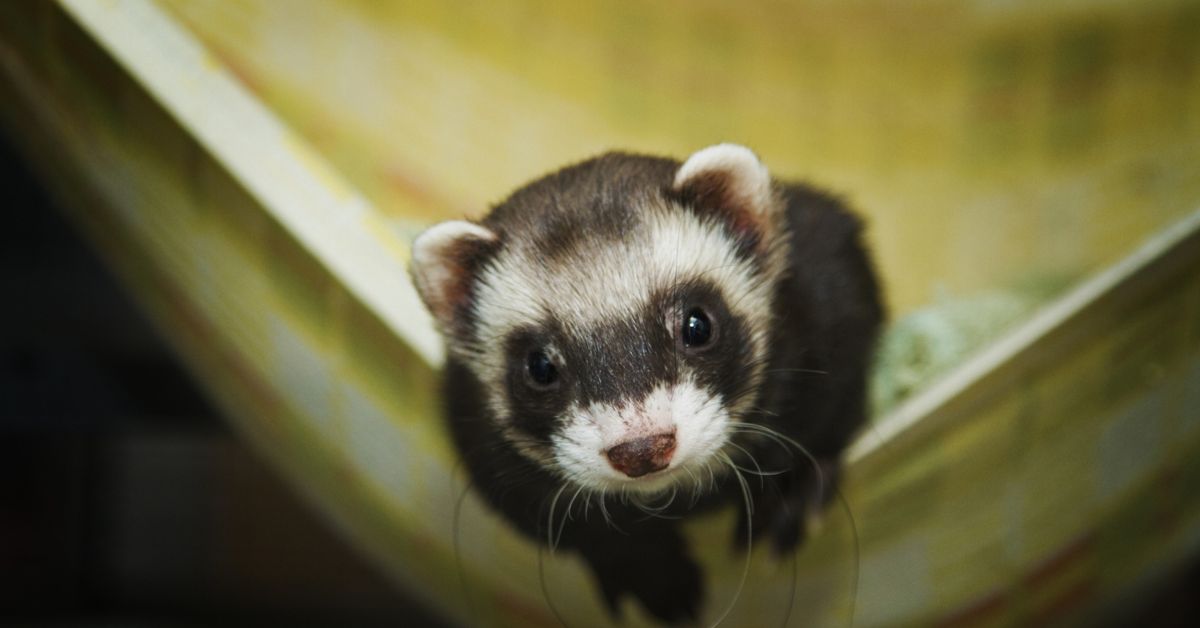 Caring for Your Feisty and Friendly Ferret - Critter Culture