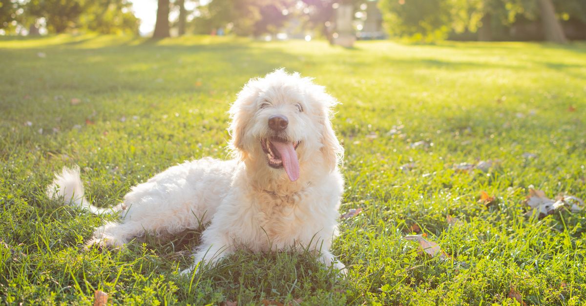 The Loveable Labradoodle - Critter Culture