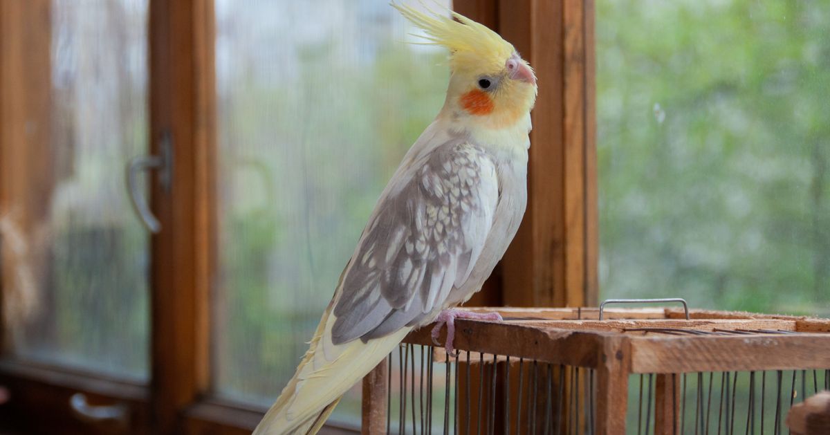 Caring For Your Cockatiel Companion Critter Culture