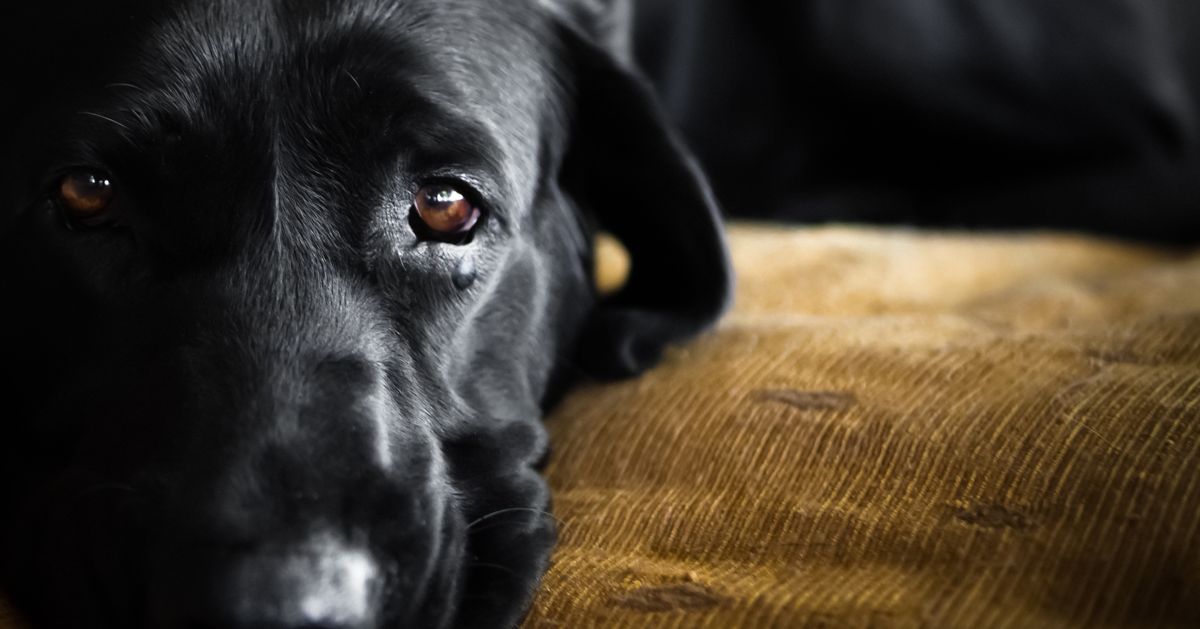 Eye Infections in Dogs: Symptoms and Treatment - Critter Culture