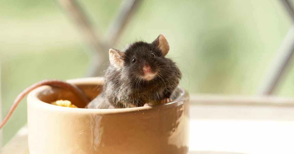 How To Keep and Care for Pet Mice - Critter Culture