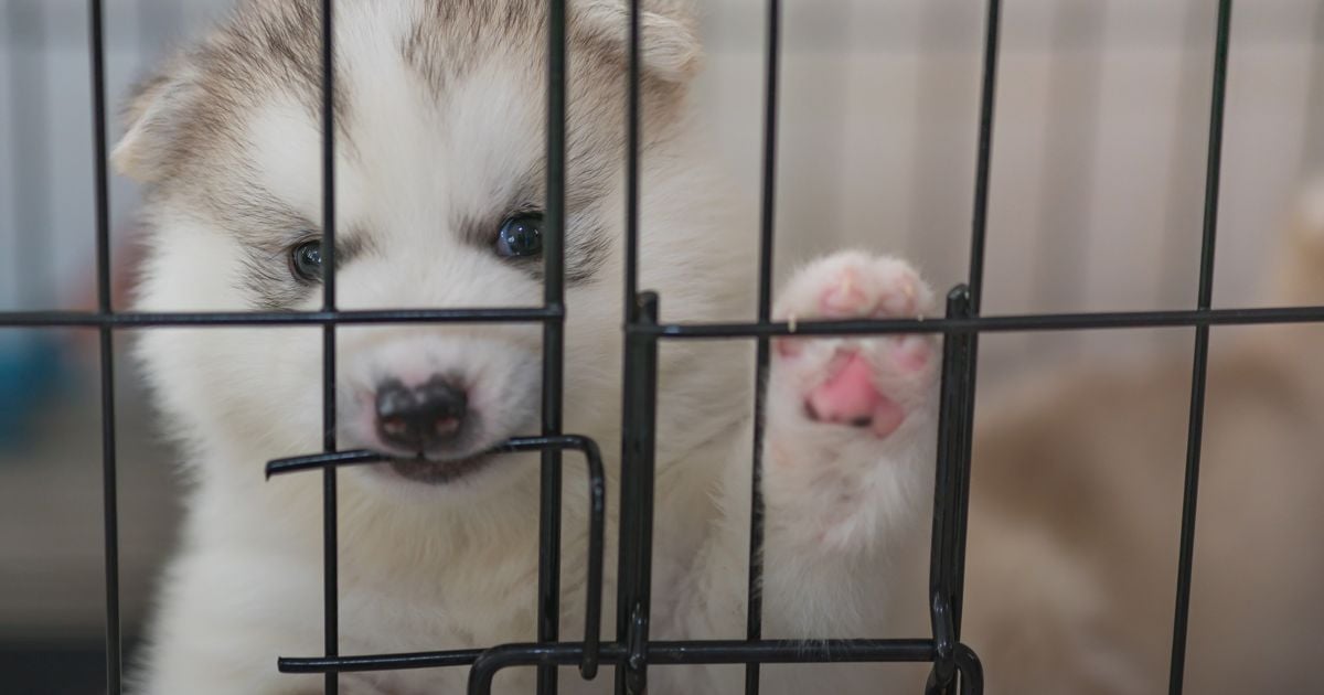 Crate Training Your Puppy - Critter Culture