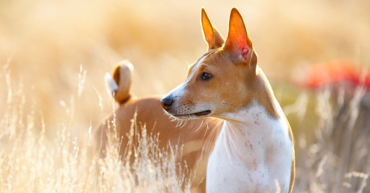 The Bold Basenji - Critter Culture