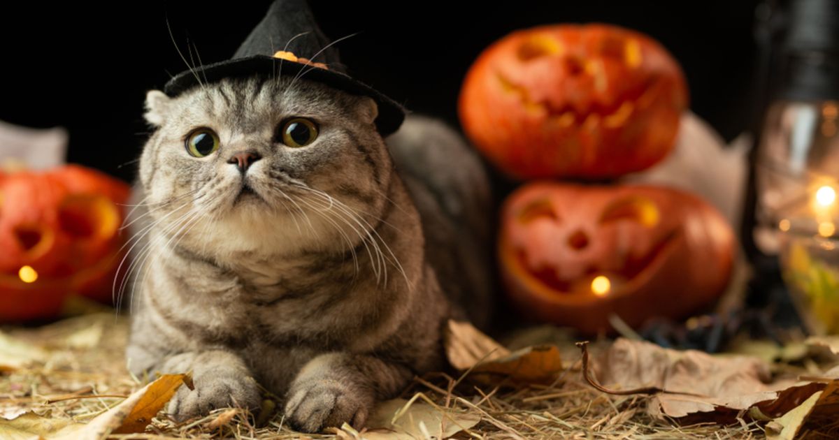 Cute and Spooky Halloween Costume Ideas for Cats - Critter Culture