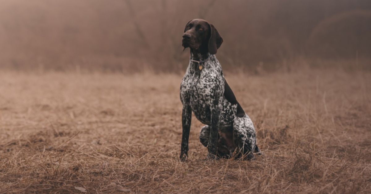 The Noble German Shorthaired Pointer - Critter Culture
