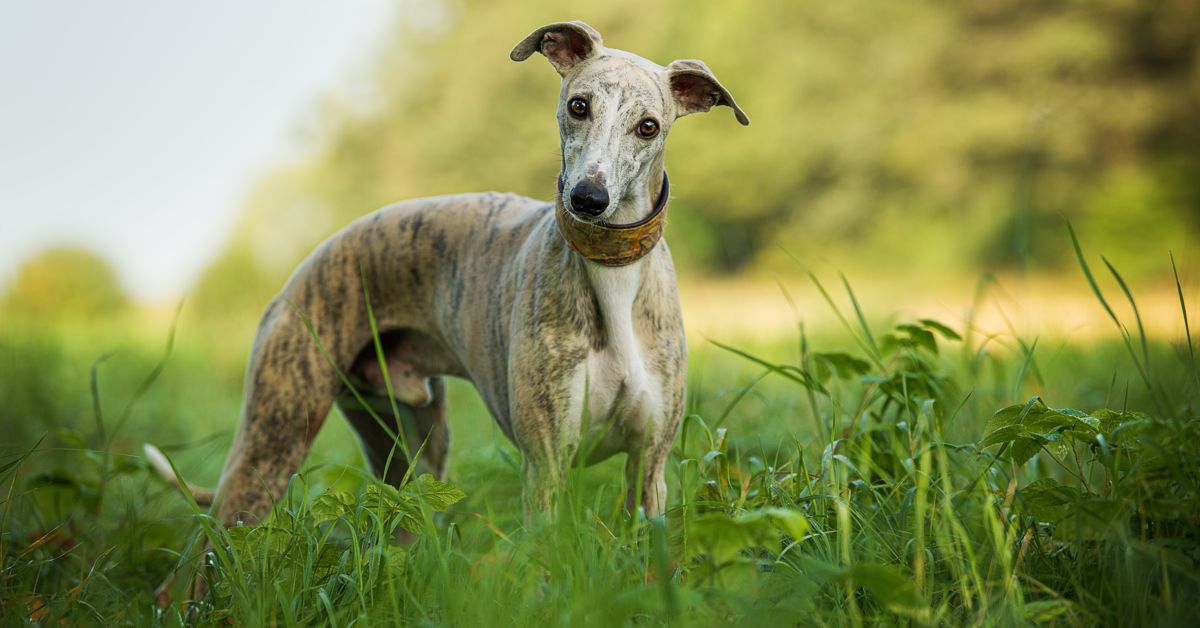 The Wonderful Whippet - Critter Culture