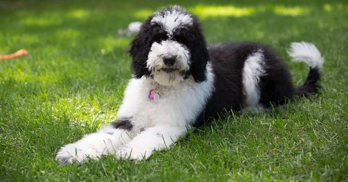 The Loyal and Lovable Sheepadoodle - Critter Culture