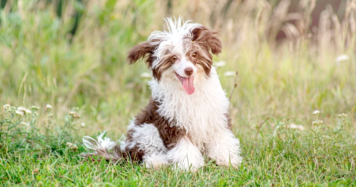 Chi Chi: A Chihuahua and Chinese Crested Mix - Critter Culture