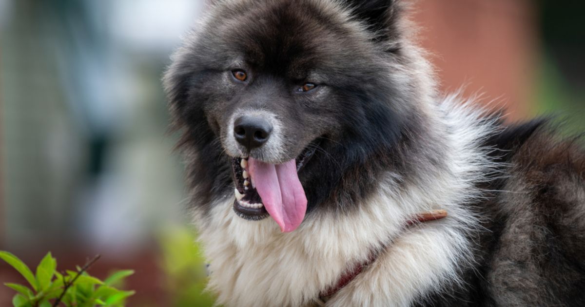 A Guide to the Charming Chusky - Critter Culture