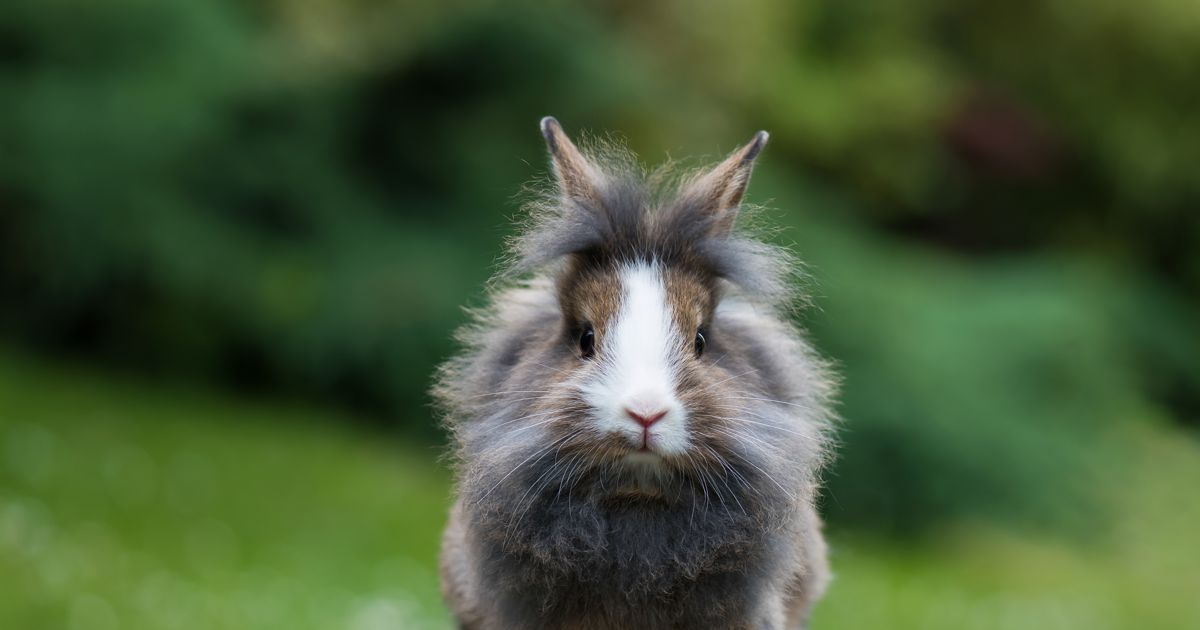 The Small but Mighty Lionhead Rabbit - Critter Culture