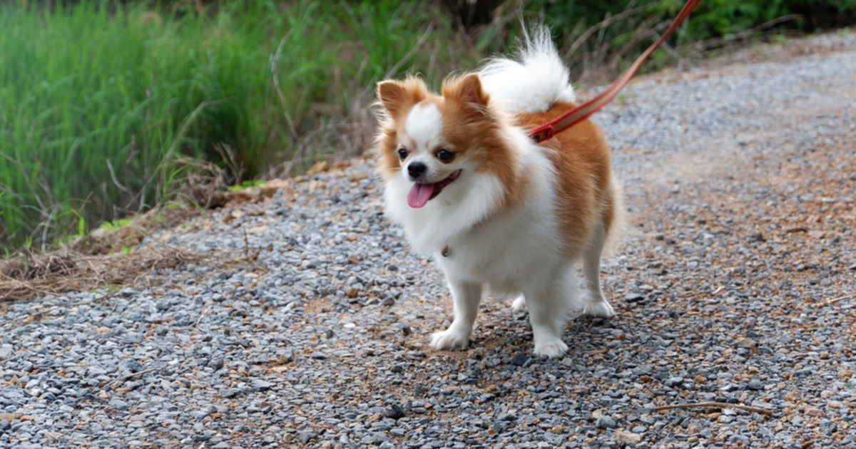 A Guide to the Chilier - Critter Culture