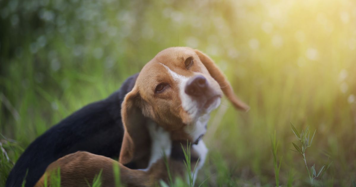 What You Need to Know About Mange - Critter Culture