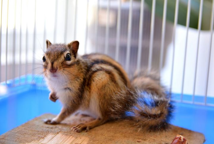 What to Know Before Adopting a Chipmunk
