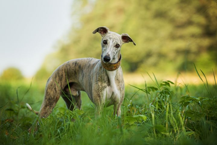 The Wonderful Whippet
