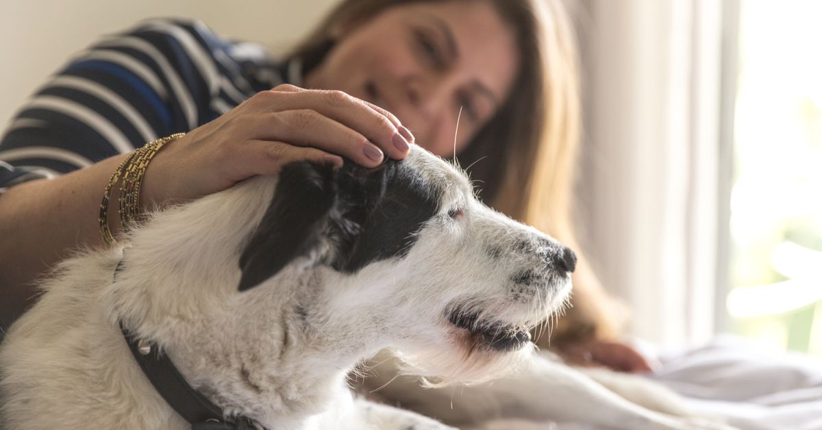 Canine Histiocytomas: Causes and Treatment - Critter Culture