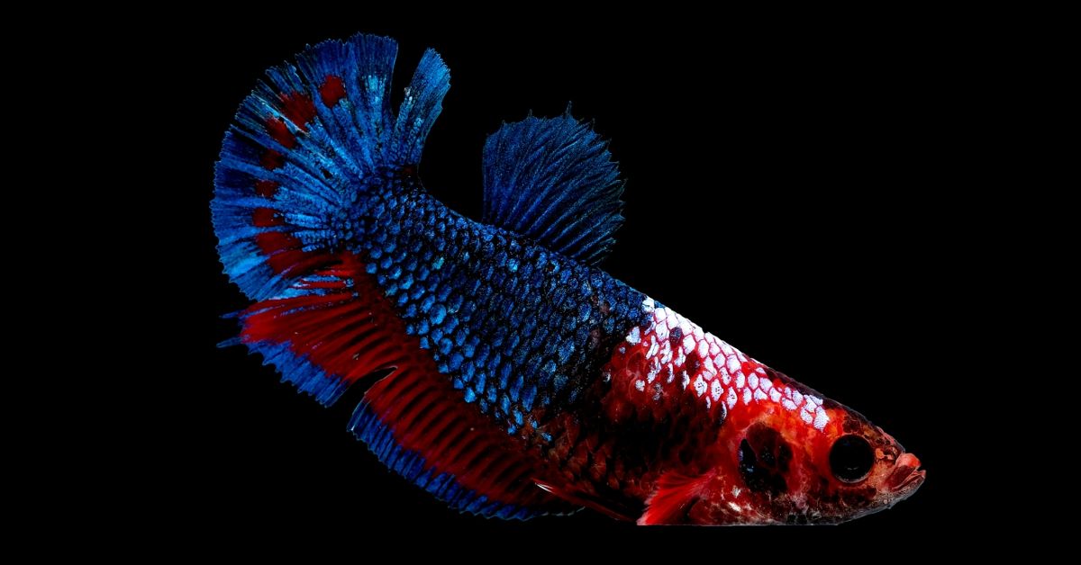 The Vibrant Color Varieties of Female Betta Fish - Critter Culture