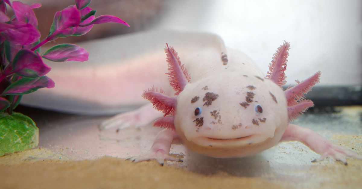 These Are Some of the Strangest Creatures on Earth - Critter Culture