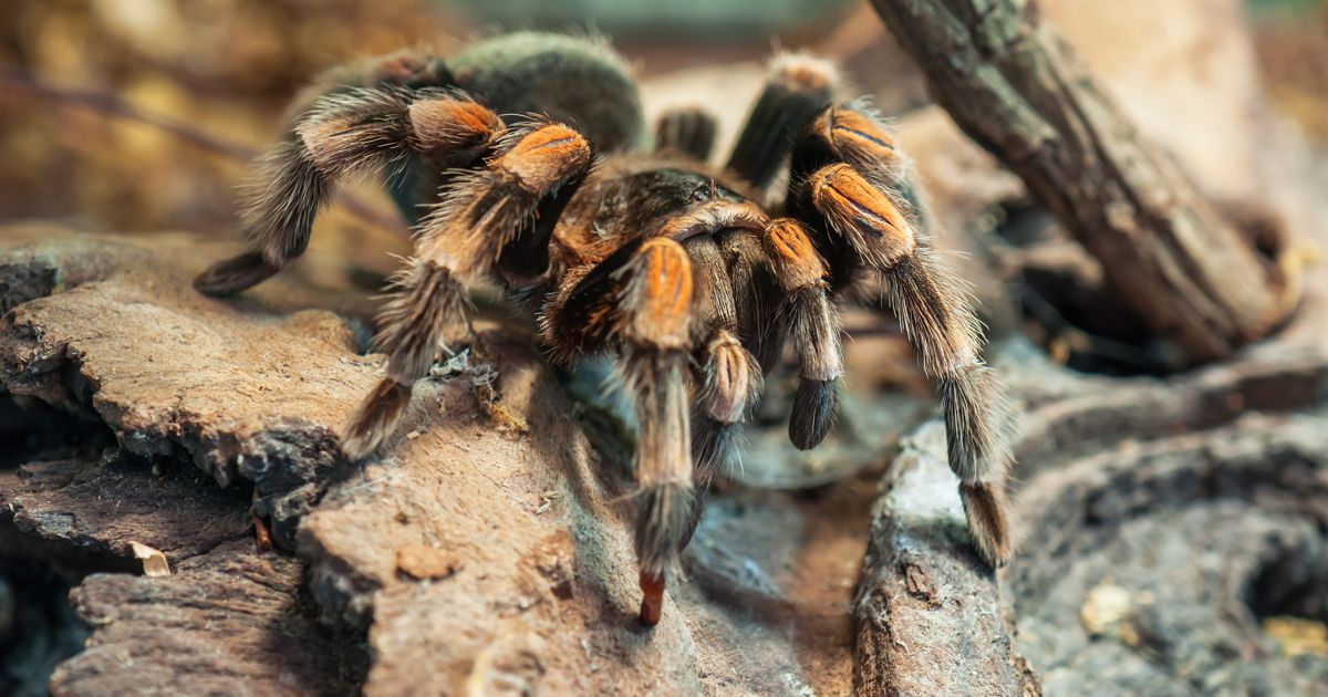 The Beginners Guide to Tarantulas - Critter Culture