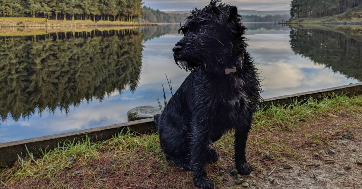 The Patterdale Terrier: Small and Mighty - Critter Culture
