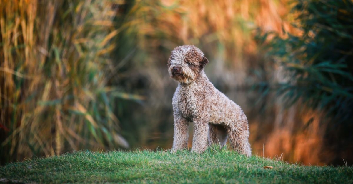 Lagotto Romagnolo: The King of Truffles - Critter Culture