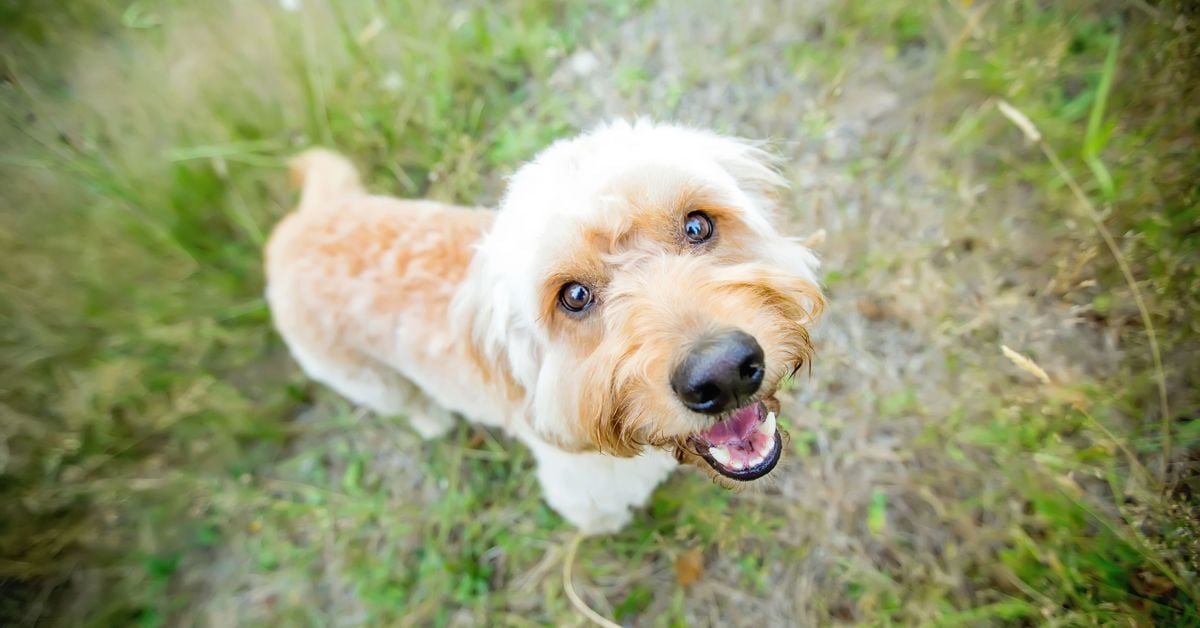 Miniature Poodle and Lab Cross: Mini Labradoodle - Critter Culture