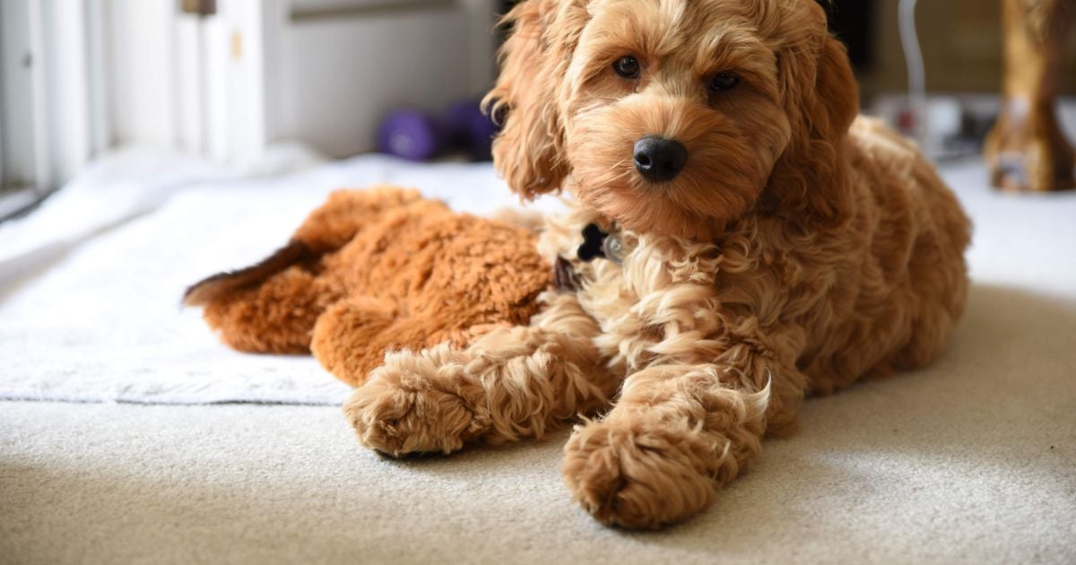 The Cockapoo: The Perfect Crossbreed - Critter Culture