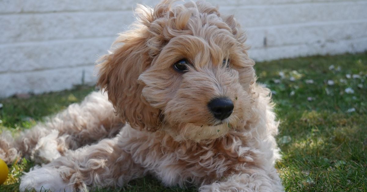 Cavapoo: Poodle Meets Cavalier King Charles Spaniel - Critter Culture