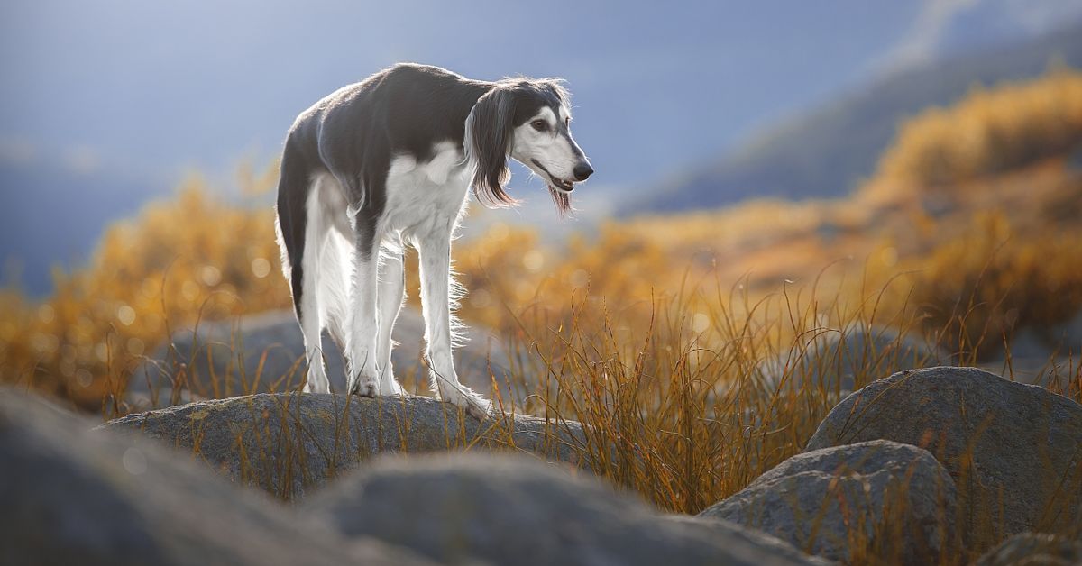 Understanding Your Saluki - Critter Culture